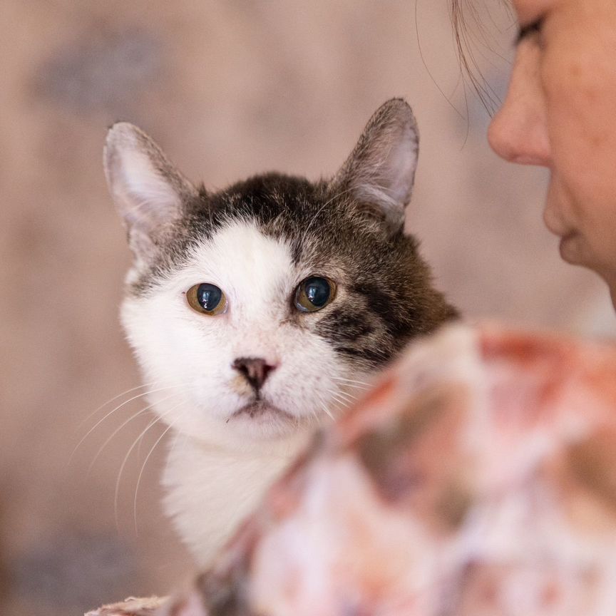 Котик долго жил в коридоре без света