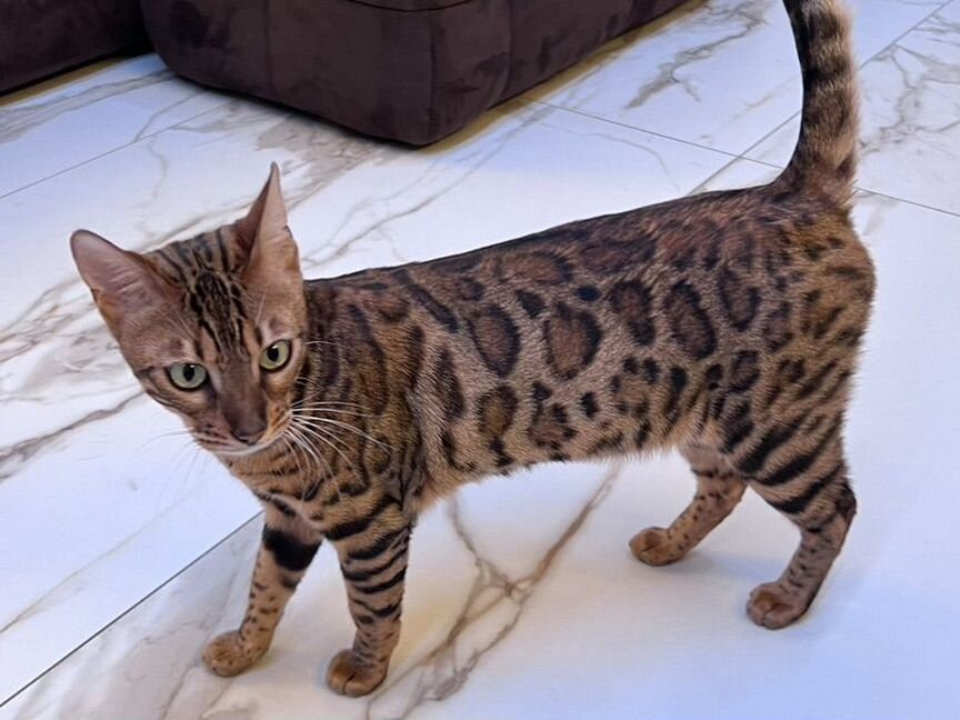 Бенгальская кошка 1 год
