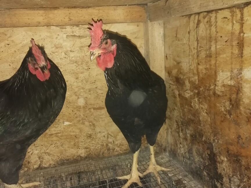 Молодые петухи