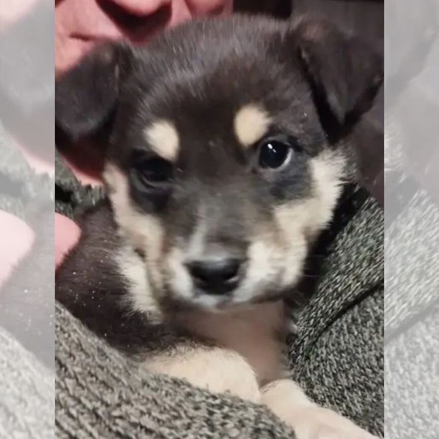 Щенок в добрые руки