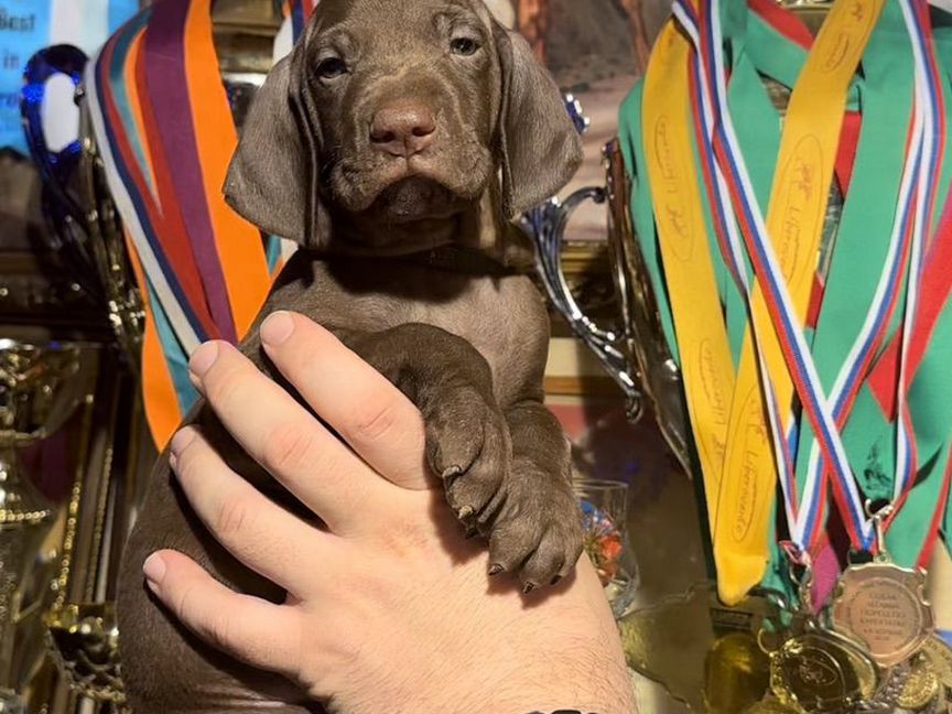 Щенки курцхаара