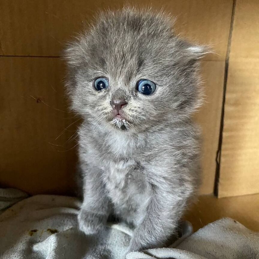 Котята шотландцы вислоухие