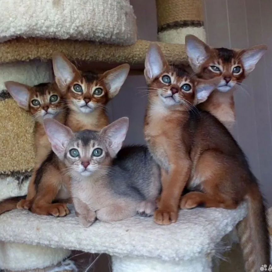 Абиссинский котёнок