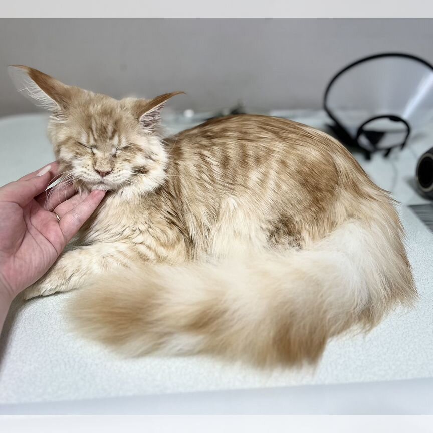 Мейн-кун котёнок