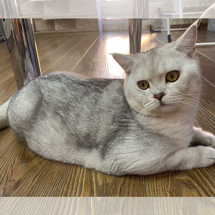 Британский кот