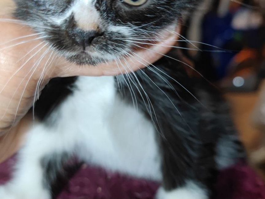 Котёночек котёнок Котёночек