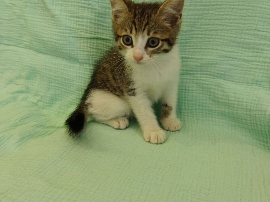 Котенок мальчик