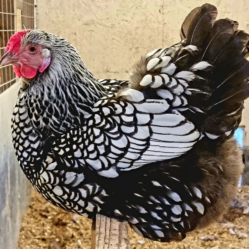 Яйца виандот серебро черноокаймленное