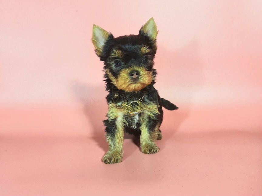 Йоркширский терьер щенки