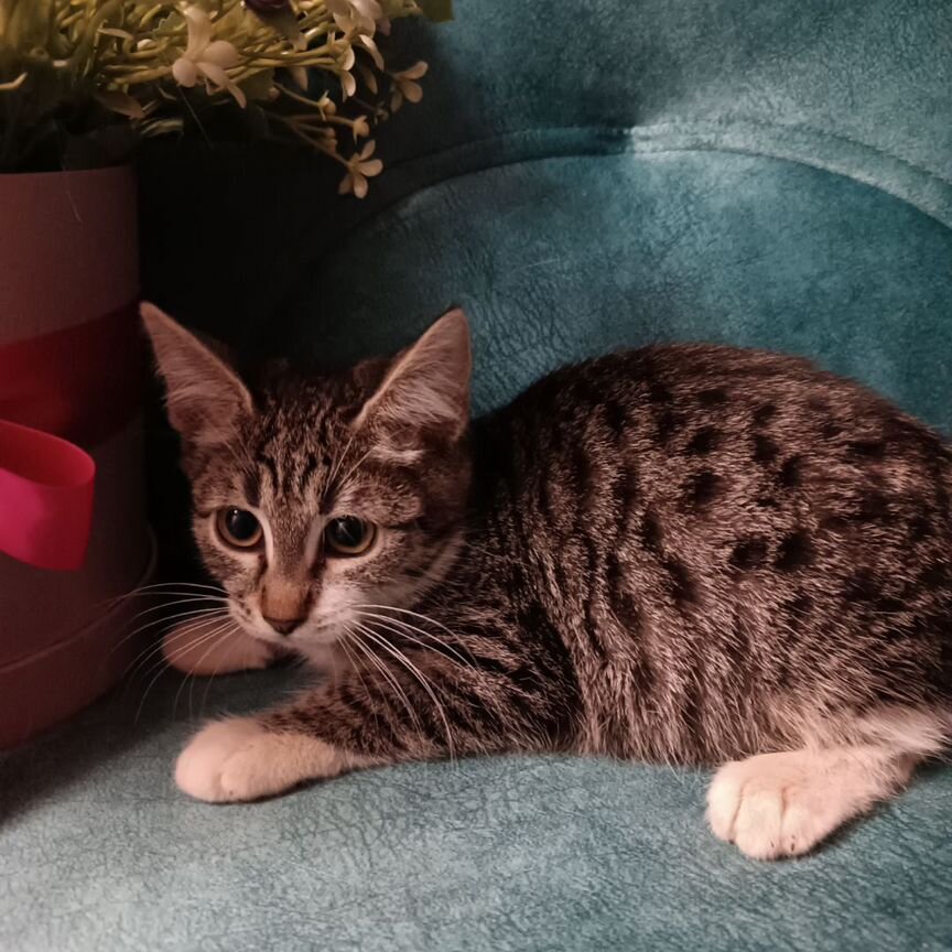 Отдам бесплатно