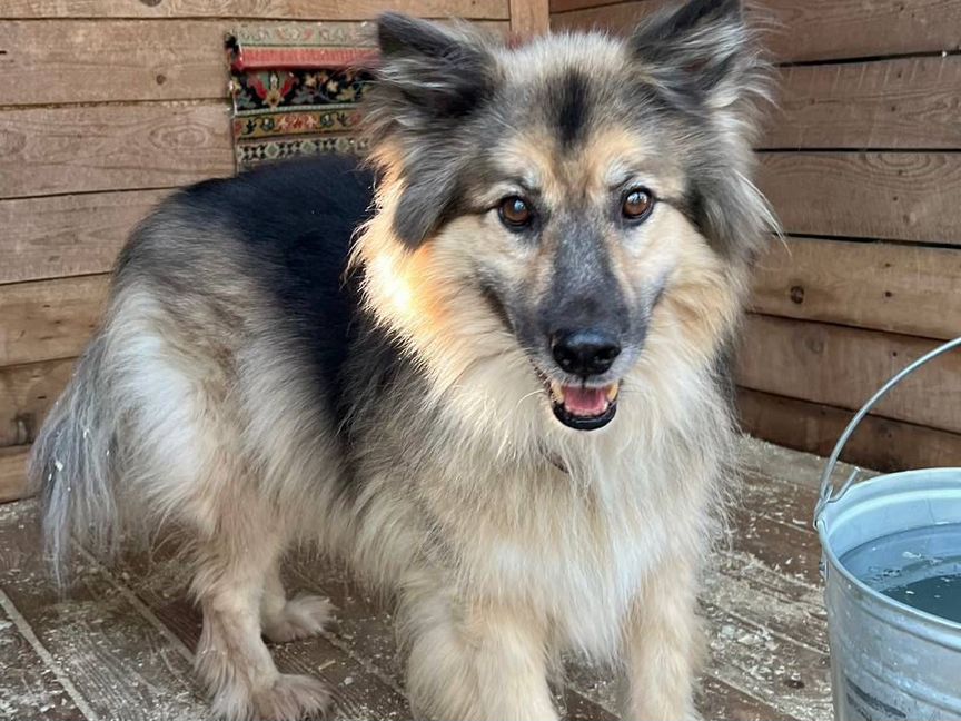 Маленькая собака из приюта ждет семью