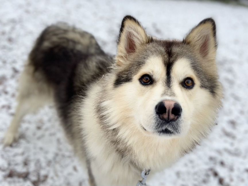 Хаски в добрые руки и любящее сердце