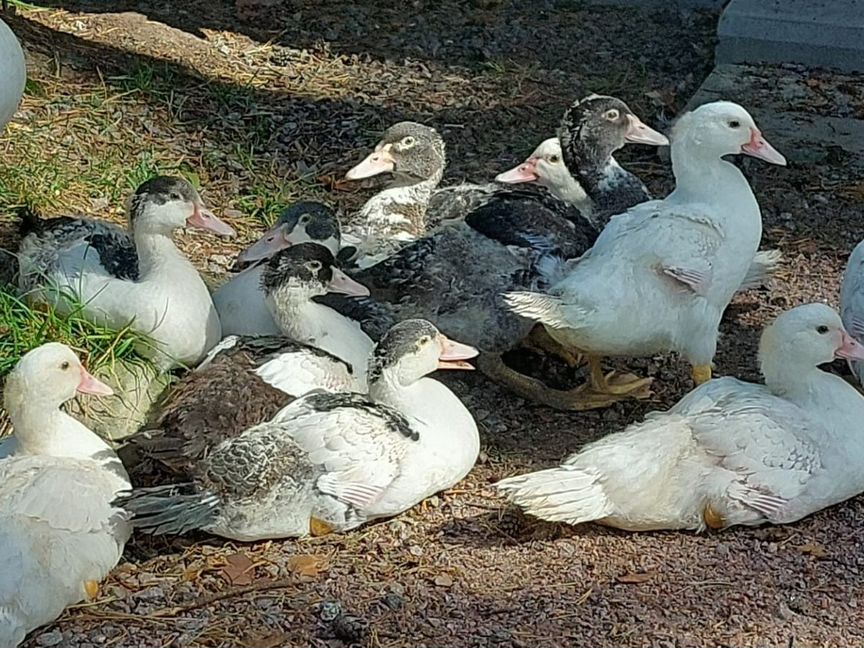 Мускусные утята, вывод 5 июля. Выведены наседками