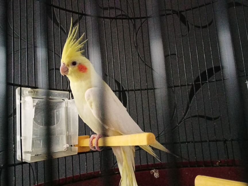 Попугай корелла птенец