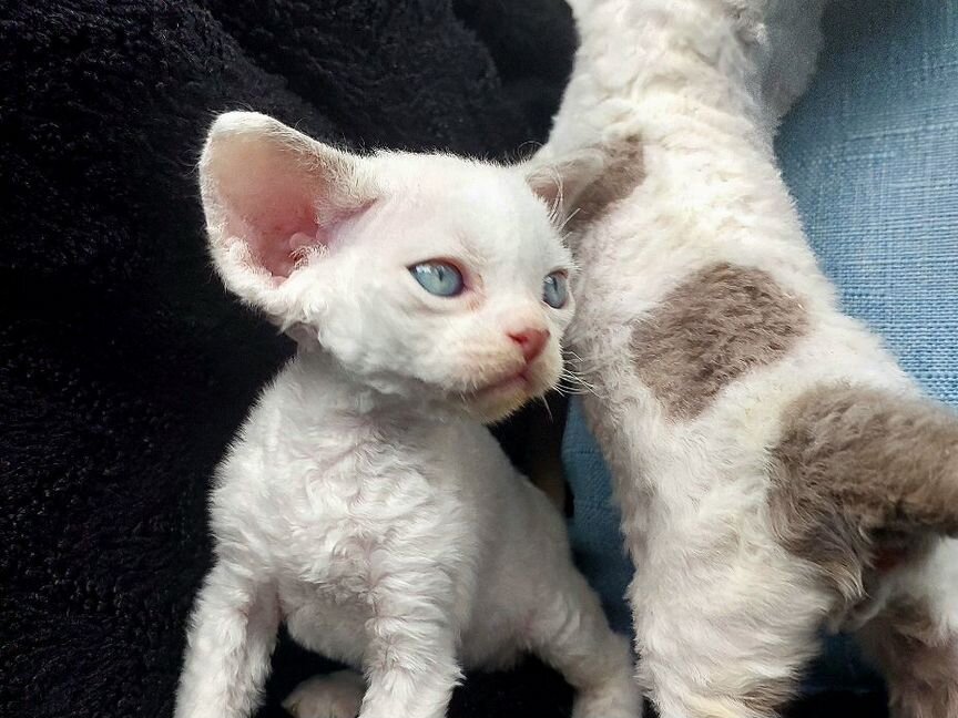 Котята девон-рекс