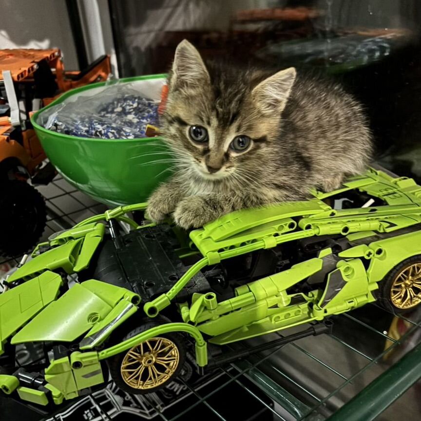 Котёнок в добрые руки