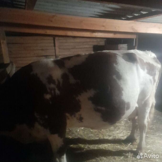 Корова высокоудойная