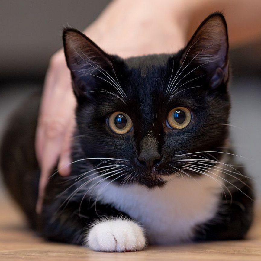 Взрослая, Девочка кошка в добрые руки