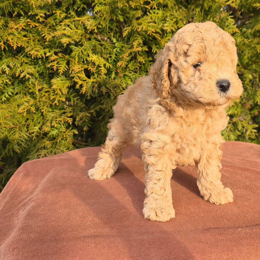 Пудель, щенок