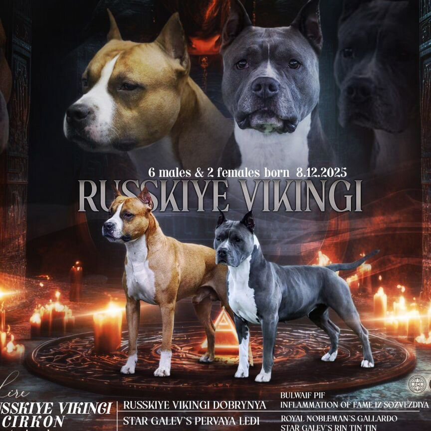 Американский стаффордширский терьер, щенок