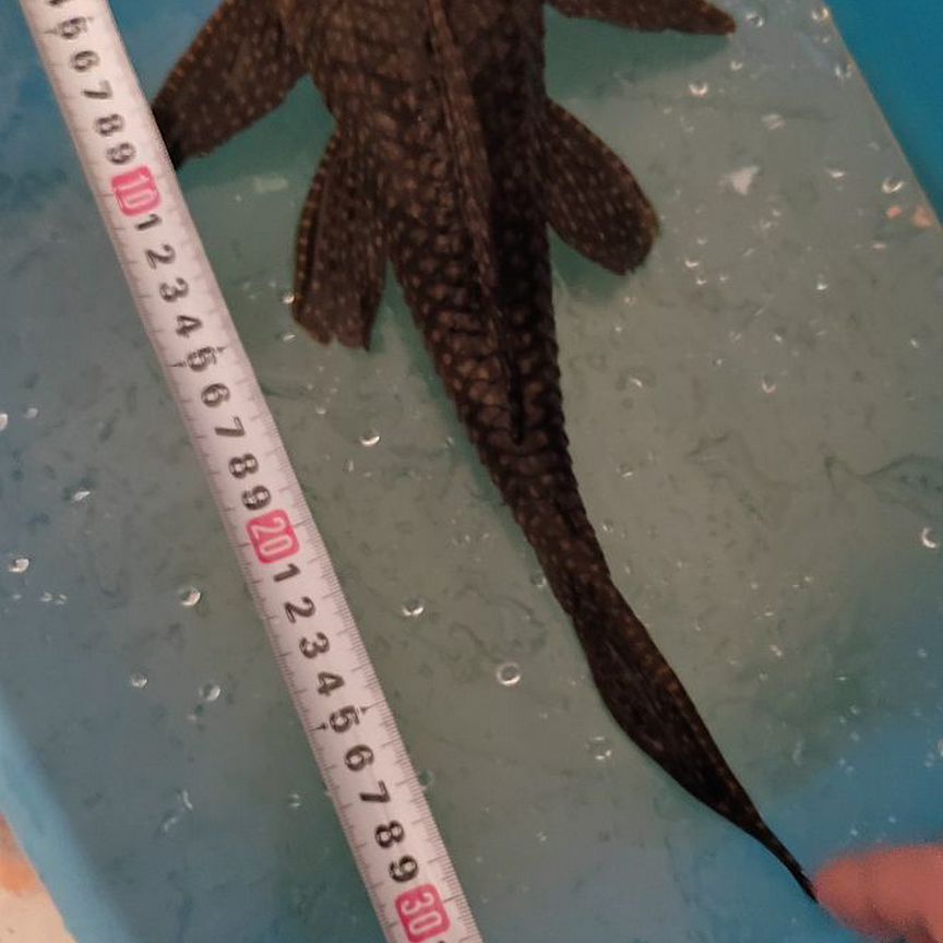 Сом птеригоплихт