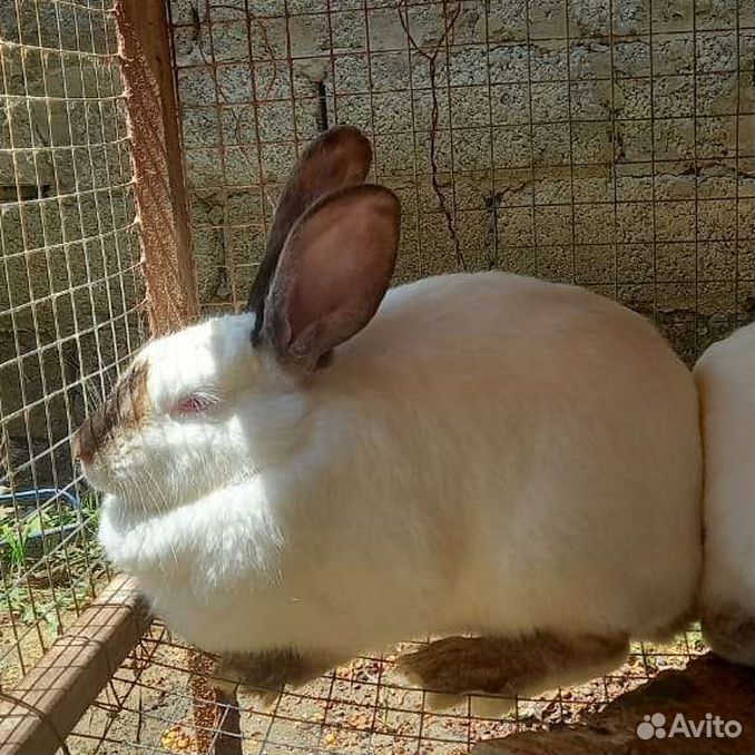 Калифорнийские кролики