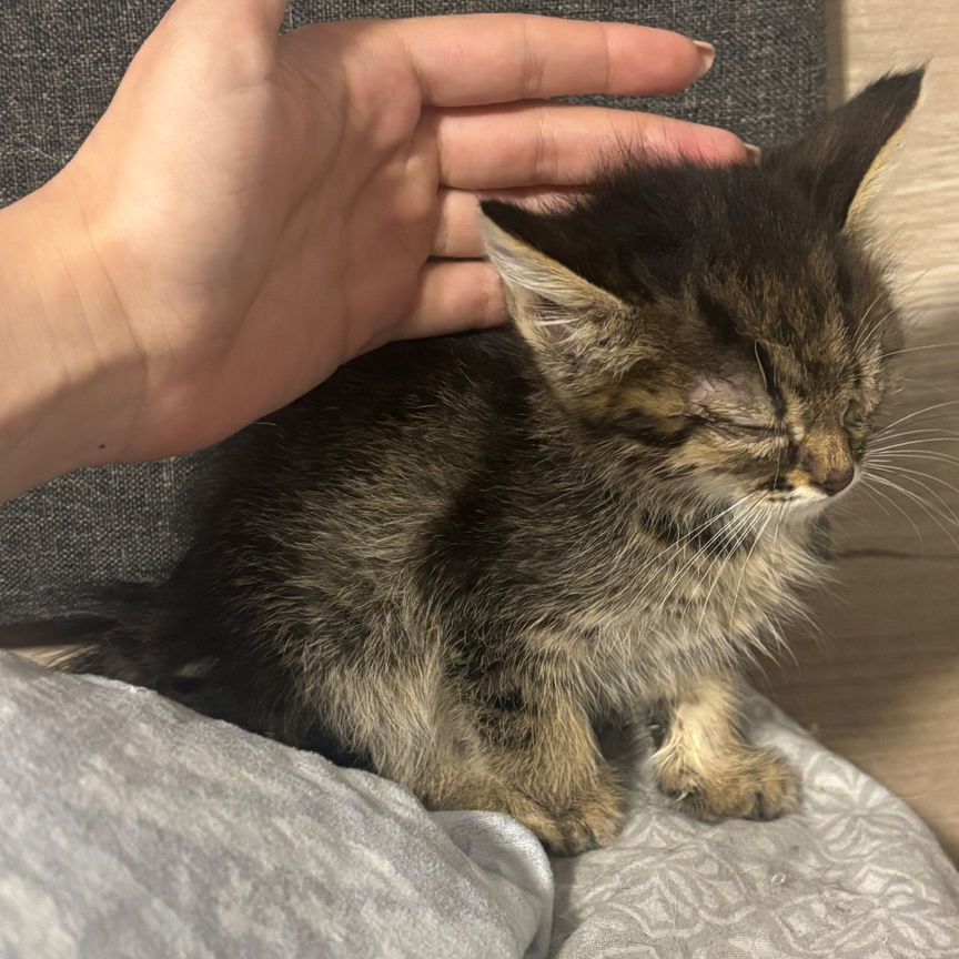 Котёнок в добрые руки