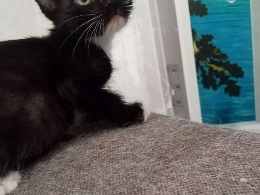 Котята откуда ни возьмись