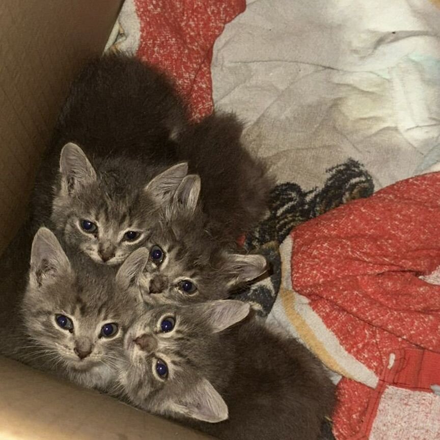 Котята в добрые руки
