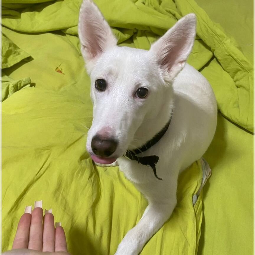 Собачку зовут луна