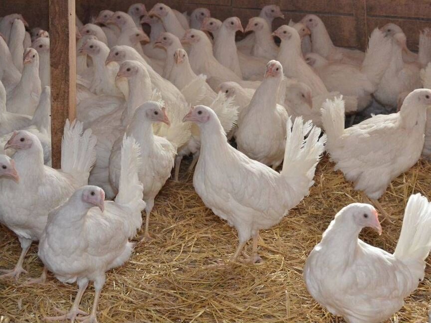 Куры молодки