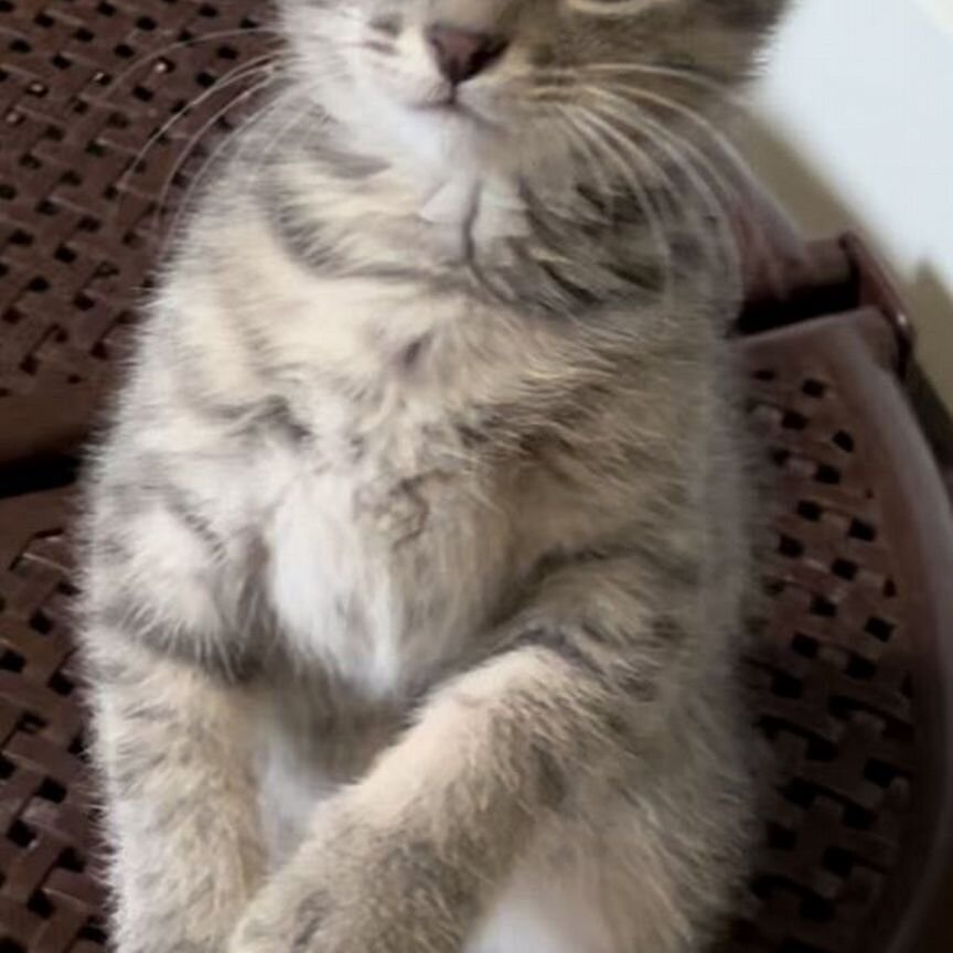Такого котёнка вы ещё не видели Тим в дар
