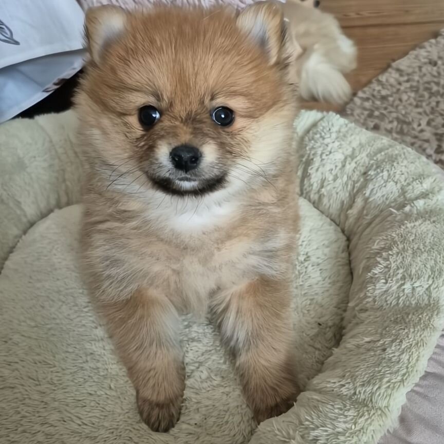 Померанский шпиц, щенок