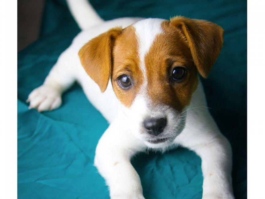 Девочки Джек Рассел терьер