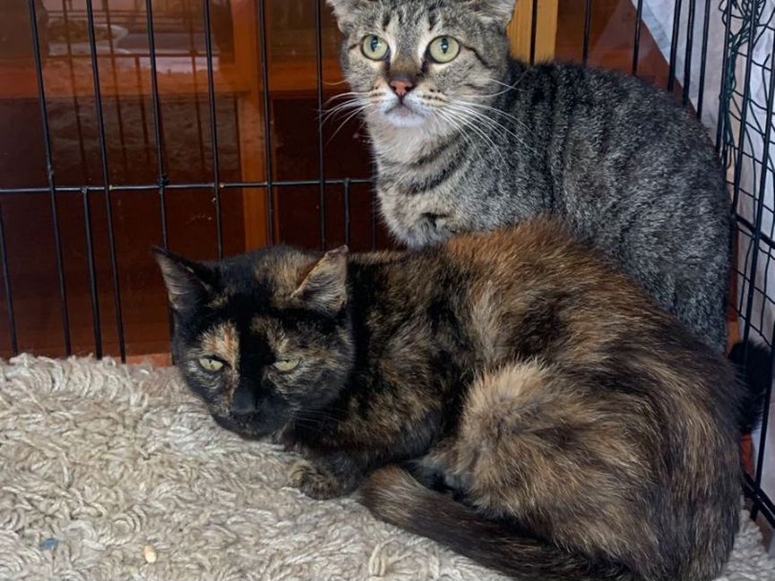 Кошка ищет дом