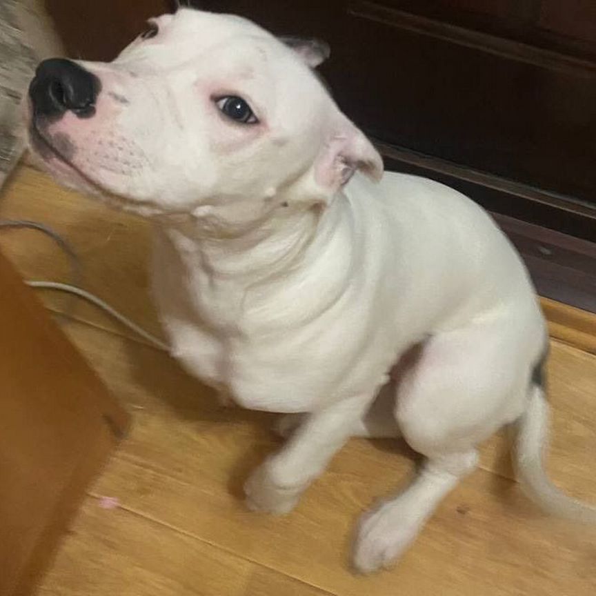 Американский стаффордширский терьер, щенок