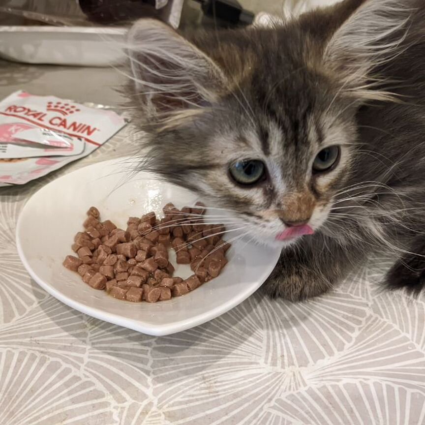 Котёнка Пушинка