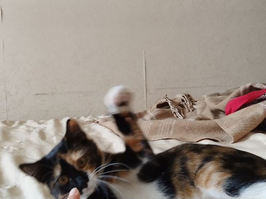 Самый классный котёнок