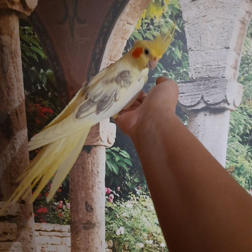 Попугай корелла мальчик