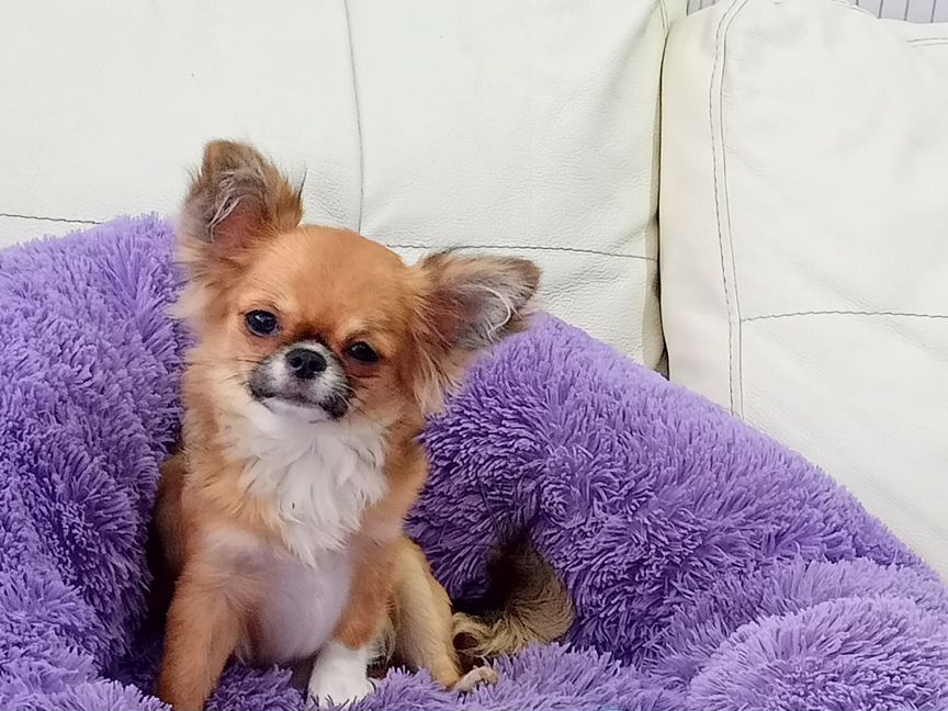 Мини эксклюзив подрошенная