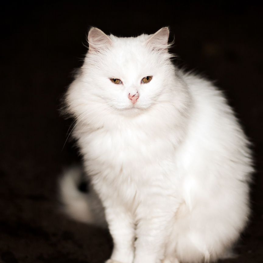 Волк в овечьей шкуре