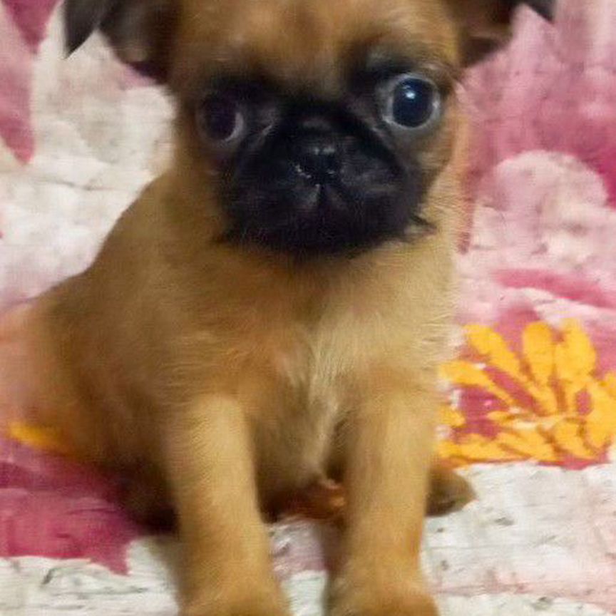 Брюссельский гриффон