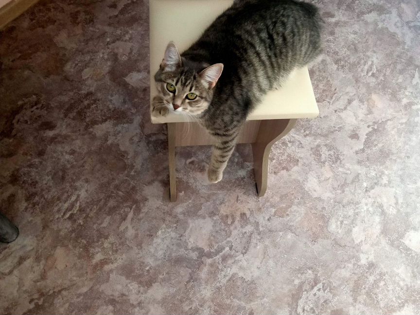 Шотландская кошка