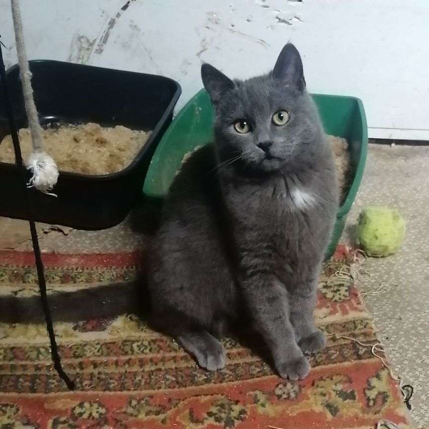 Котик в добрые руки