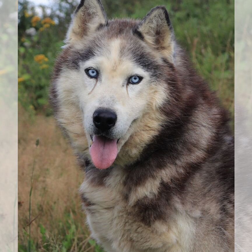 Сибирский хаски, взрослый пёс из приюта