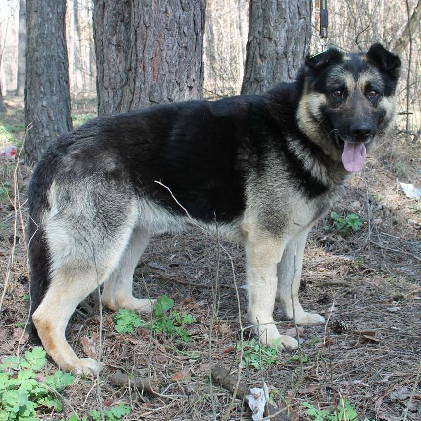 Немецкая овчарка, взрослый пёс