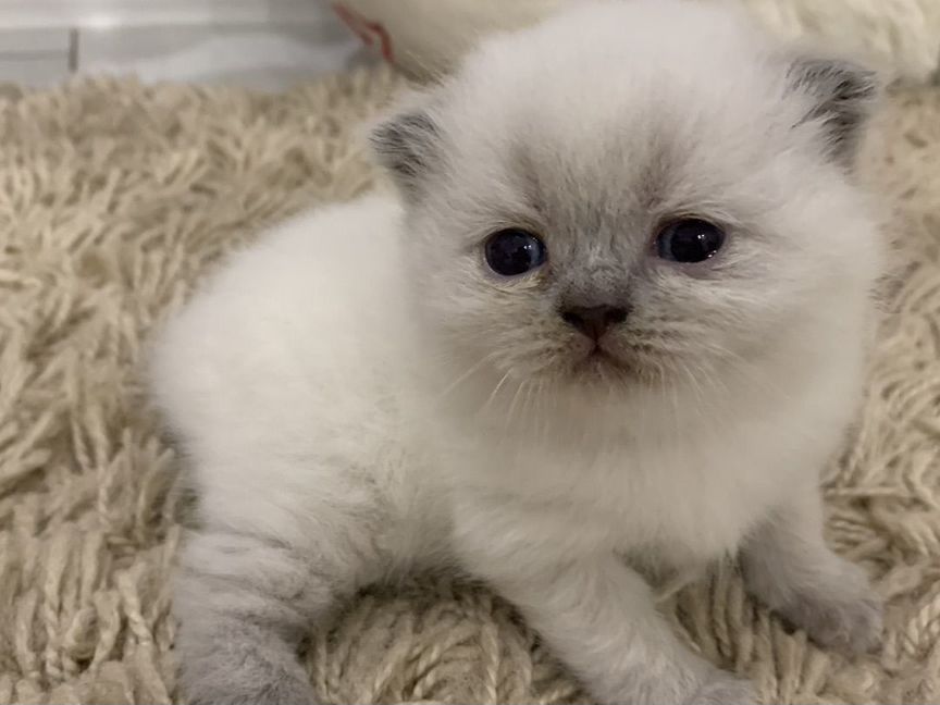 Шотландские котята