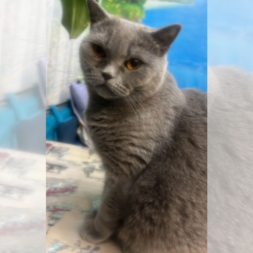 Британская короткошёрстная, взрослая кошка