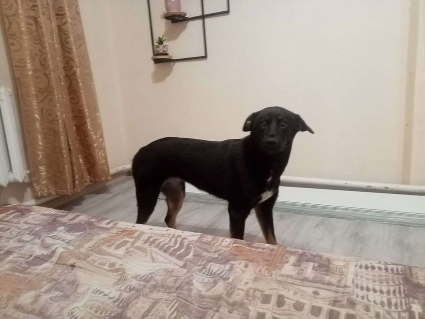 Собака в добрые руки