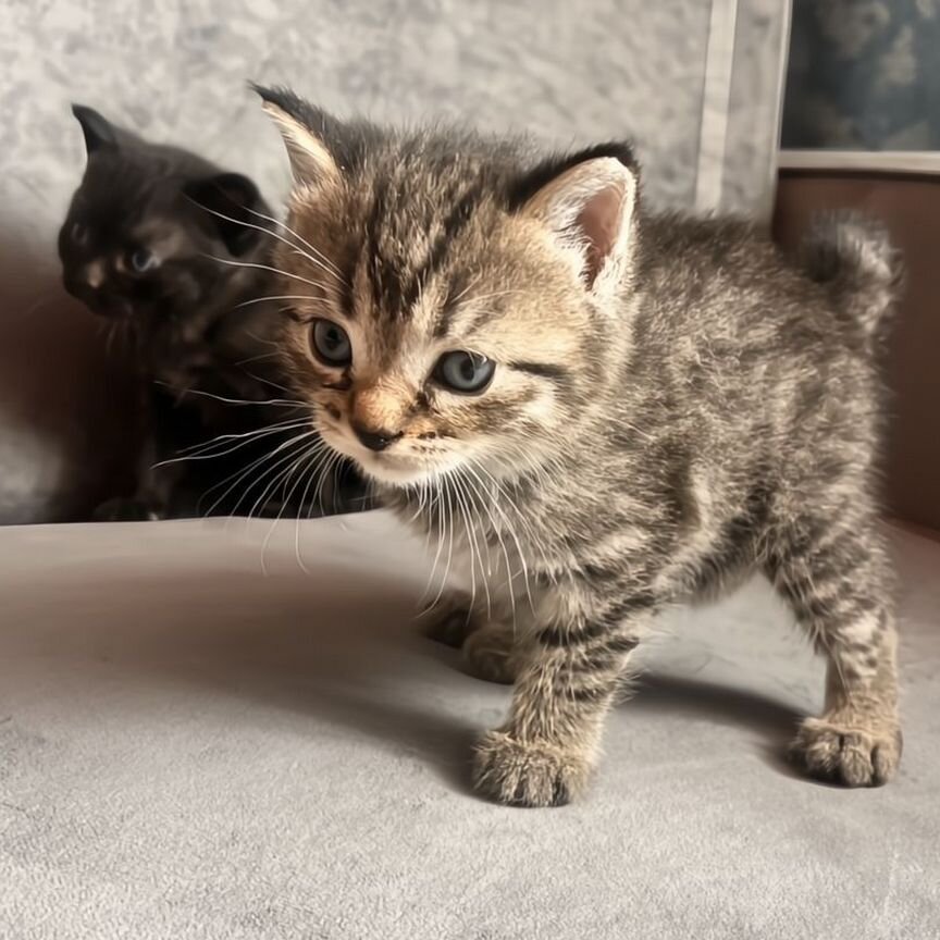 Японский бобтейл короткошёрстный котёнок